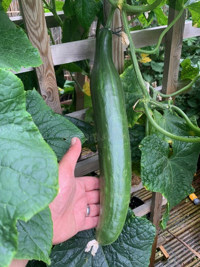 Large Cucumber stock photo. Image of landscape, huge - 253274064