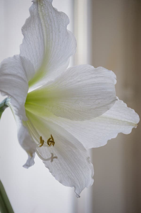 Large Cup-shaped White Hippeastrum Flowers Stock Photo - Image of ...