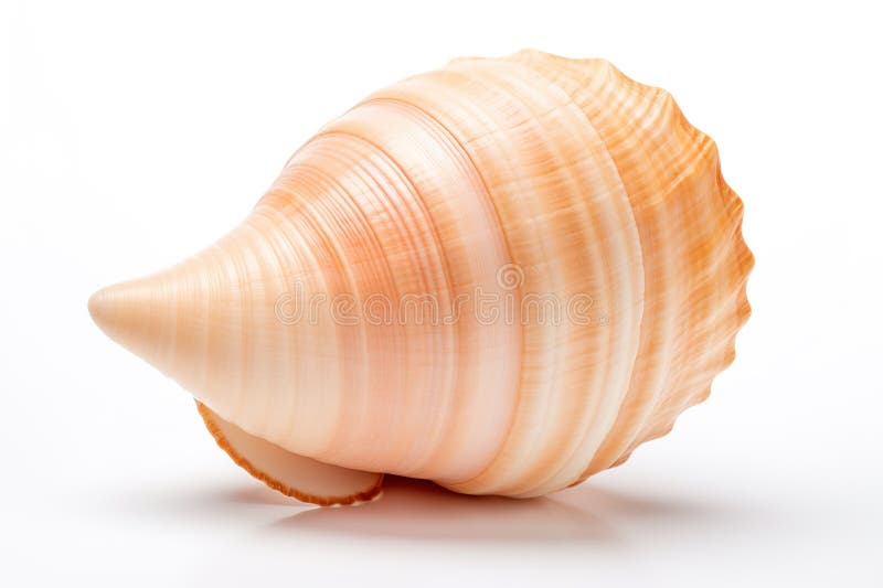 A Large, Curved Shell with a Pointed Tip. the Shell is Tan and Has a ...