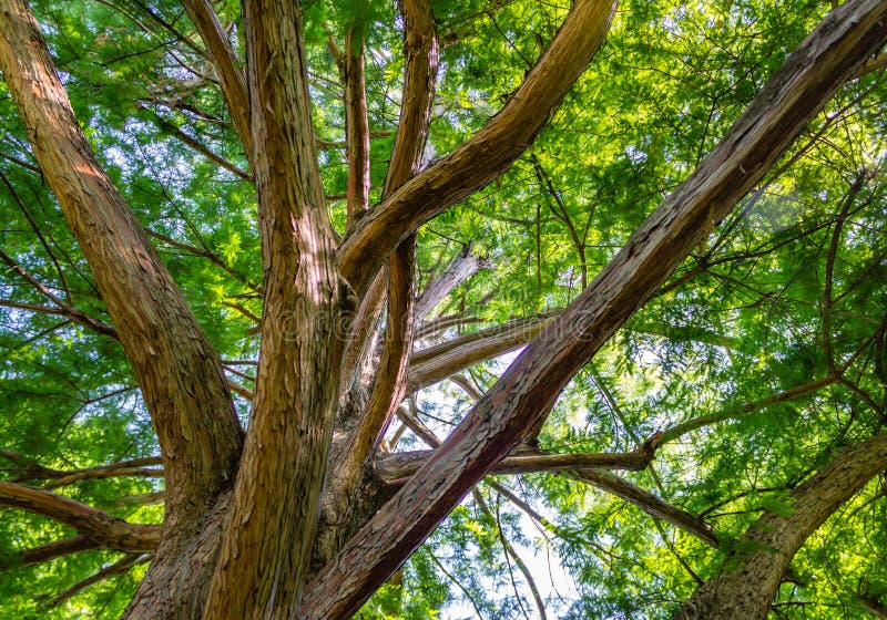 478 Curvy Tree Trunk Stock Photos - Free & Royalty-Free Stock Photos ...