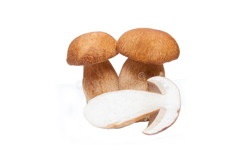 Large cut double cep stock image. Image of healthy, yellow - 34015567