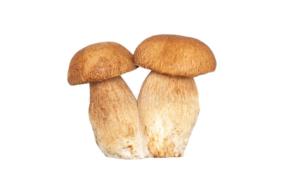 Large cut double cep stock photo. Image of food, white - 34015582