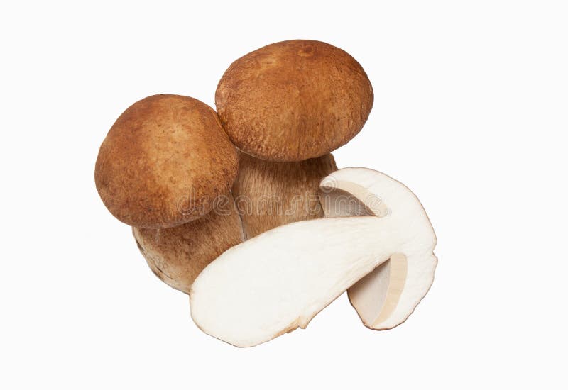 Large cut double cep stock photo. Image of food, white - 50535864