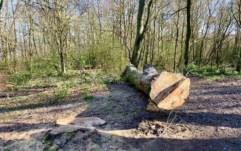 Cut down tree stock image. Image of farming, next, woods - 178074713