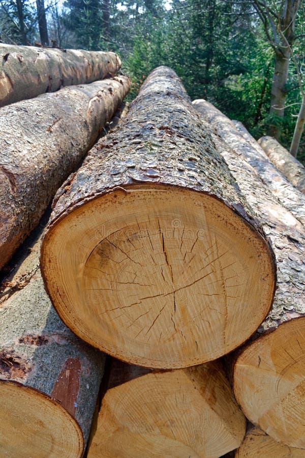 Large cut down tree trunks stock photo. Image of destruction - 187680510