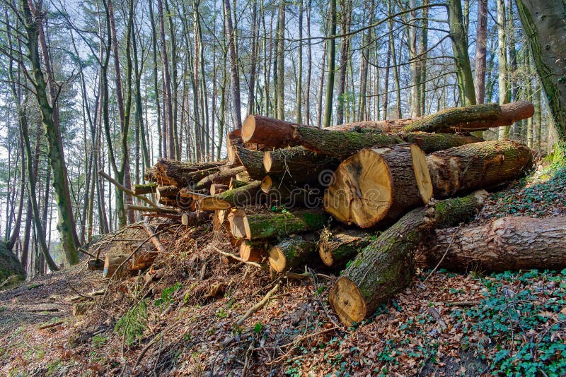 Large Cut Down Trees in a Forest Stock Photo - Image of climate, aging ...
