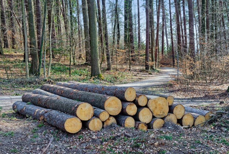 Large Cut Down Trees in a Forest Stock Photo - Image of aging, fallen ...