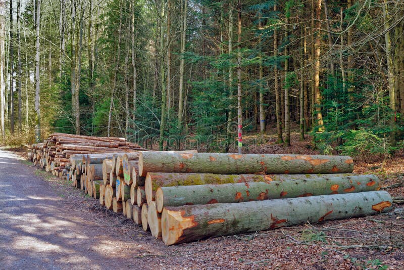 Large Cut Down Trees in a Forest Stock Image - Image of growth, felled ...