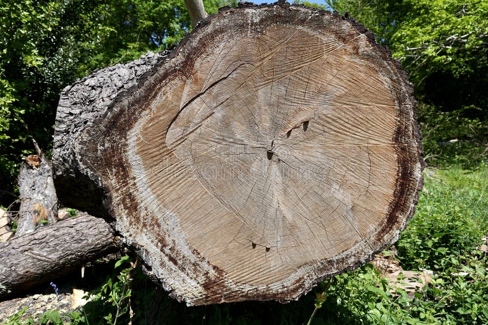 A Large Cut Log on Its Side in a Wooded Area of Devon, England. Stock ...