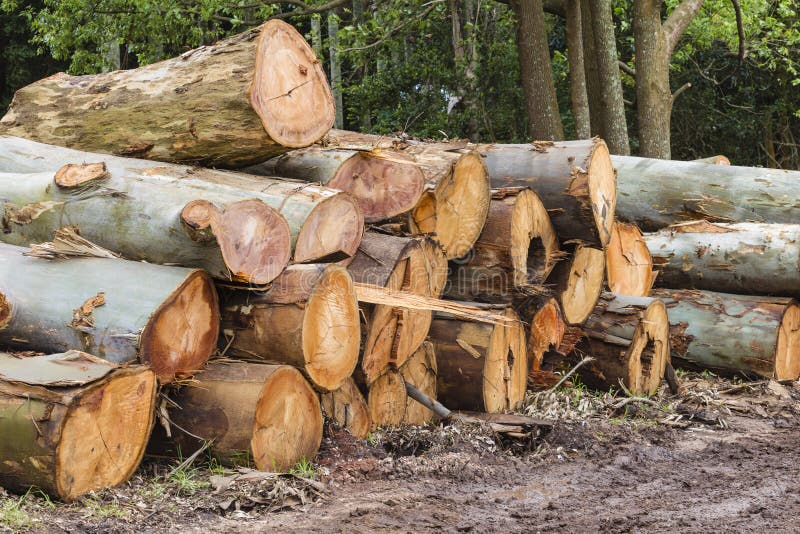 Large Cut Tree Logs stock photo. Image of nature, wood - 27333558