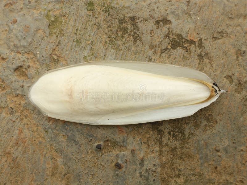 A Large Cuttlefish Bone Lay Stock Photo - Image of rock, iron: 340788568