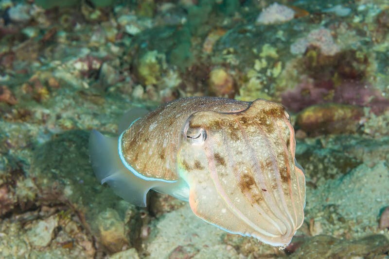 A Large Cuttlefish stock photo. Image of marine, diving - 99435478