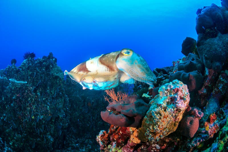 Large Cuttlefish on a Coral Reef Stock Image - Image of life, creature ...