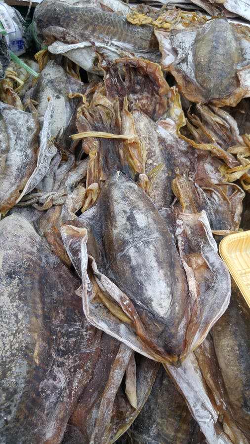 Large Cuttlefish are on Display in Supermarkets Stock Image - Image of ...