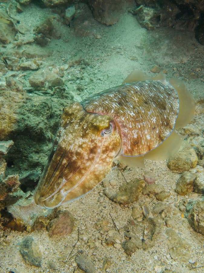 A Large Cuttlefish stock photo. Image of marine, diving - 99435478
