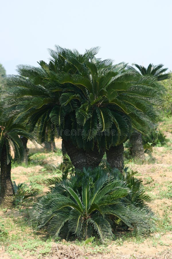 A Large Cycas Revoluta Plant that Grows at Nature Stock Photo - Image ...