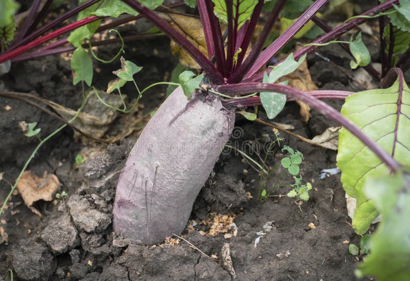 A Large Cylindrical Beet Growing in the Garden Stock Photo - Image of ...