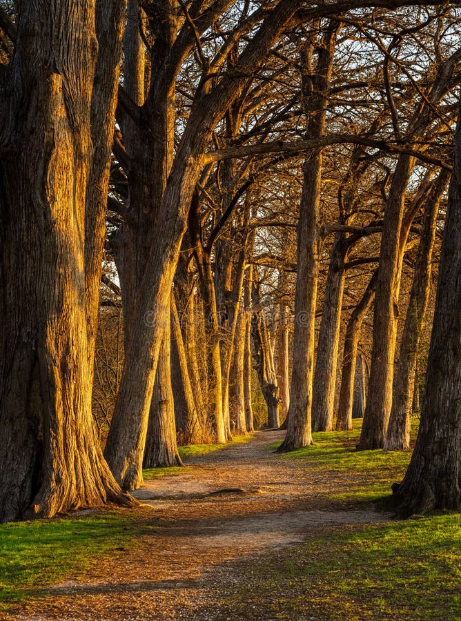Large Cypress Trees in Cypress Bend Park by the Side of Guadalupe River ...