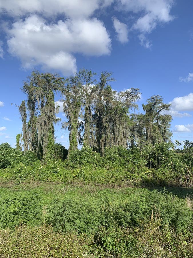 Large Cypress Trees in a Swamp with Hanging Moss Stock Image - Image of ...