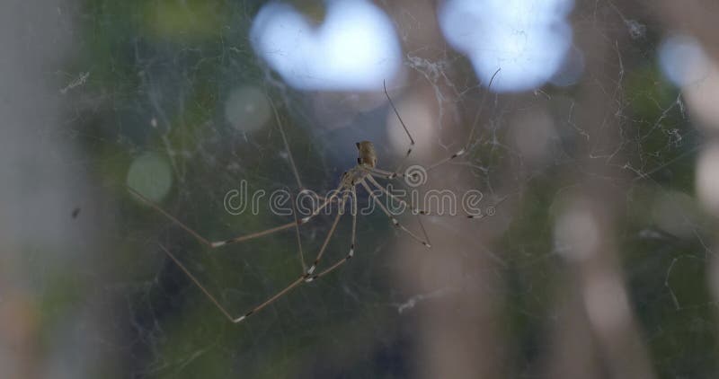 Large Daddy Long Legs Spider on Web with a Little Wind Stock Video ...