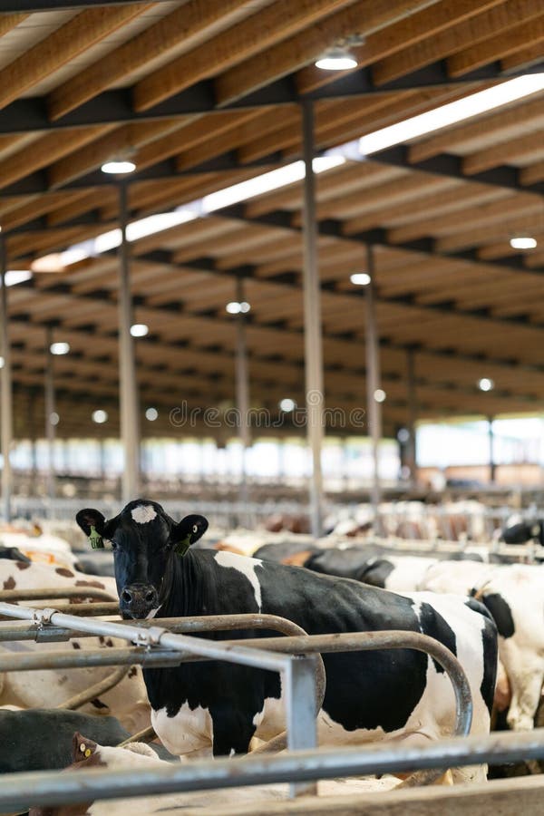 Large Dairy Cow Standing in a Spacious Barn with Other Cows in the ...