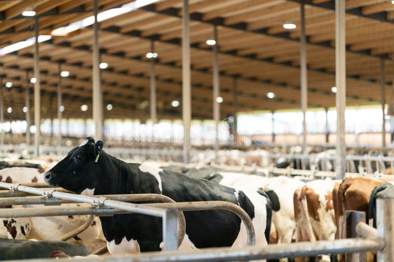 Large Dairy Farm with Cows in a Spacious Barn with Natural Light Stock ...