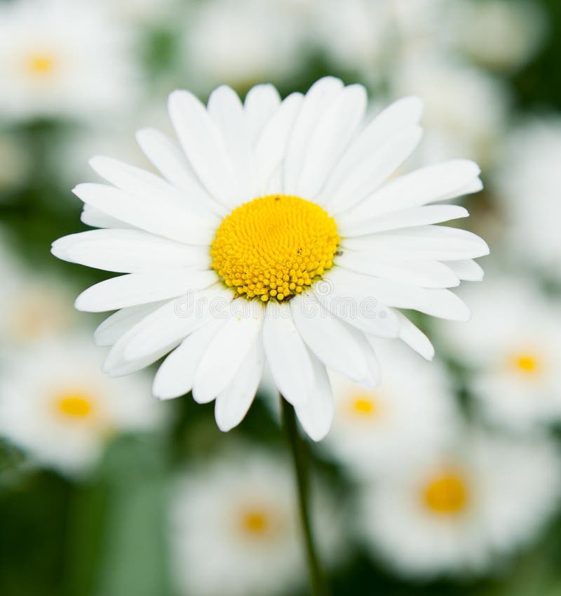 Large daisy stock image. Image of field, outdoors, flora - 50516629
