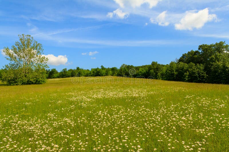 Large Daisy Field stock photo. Image of natural, grassland - 85474740
