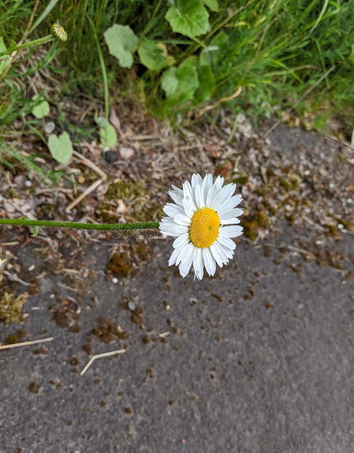 Large daisy stock photo. Image of flowers, flower, rural - 183949266