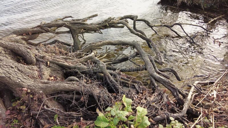 Big Damaged Old Tree in the Water Stock Video - Video of large ...