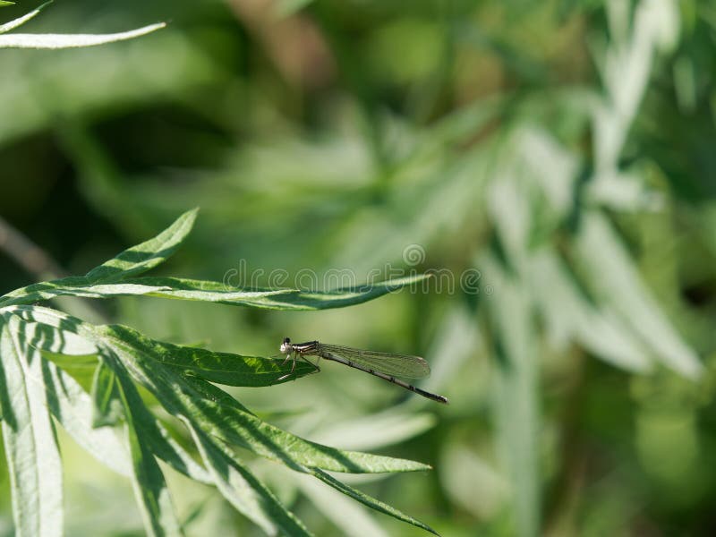 Large Damsel Scientific Name Pyrrhosoma Nymphula Stock Photos - Free ...