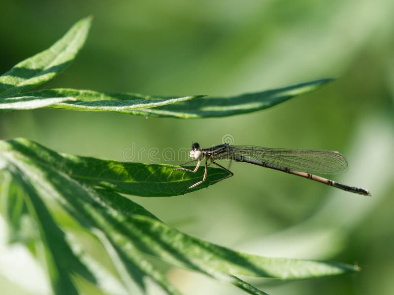 Large Damsel, Scientific Name Pyrrhosoma Nymphula Stock Image - Image ...