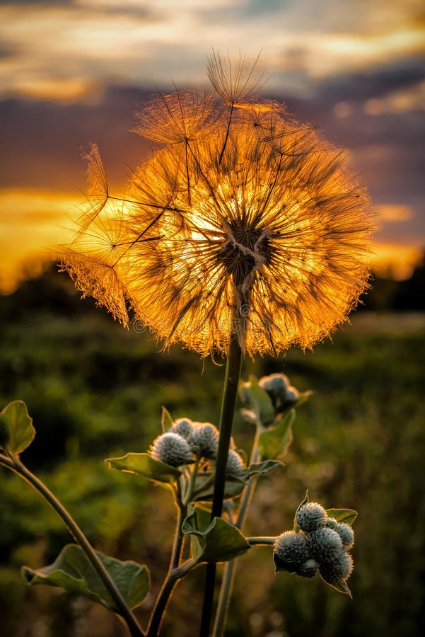 Large Dandelion and Burdock Buds at Sunset Stock Image - Image of ...
