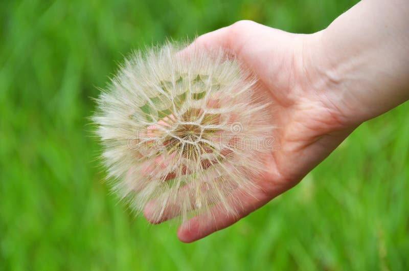 Large dandelion in hand stock image. Image of lightweight - 26320523