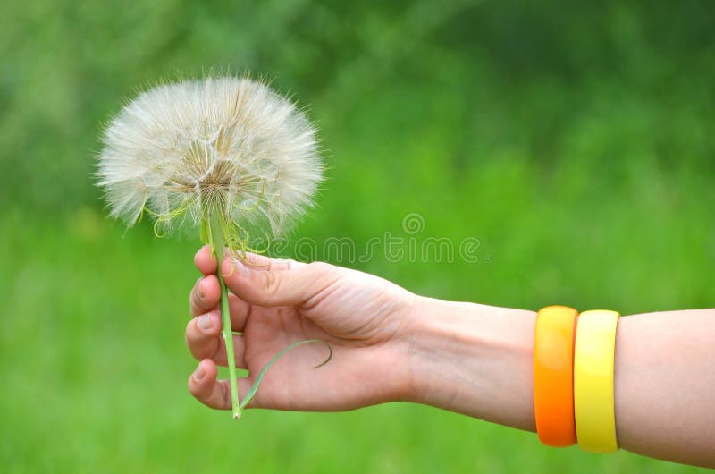Dandelion hand stock image. Image of spring, backykard - 123229