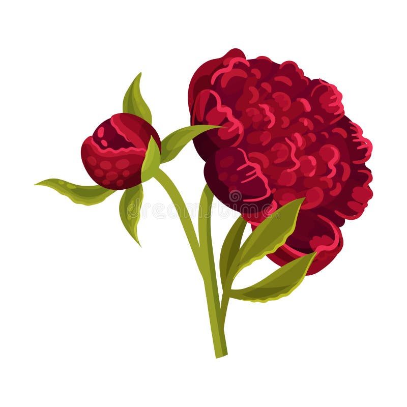 Large Dark Red Peony Flower. Vector Illustration on a White Background ...