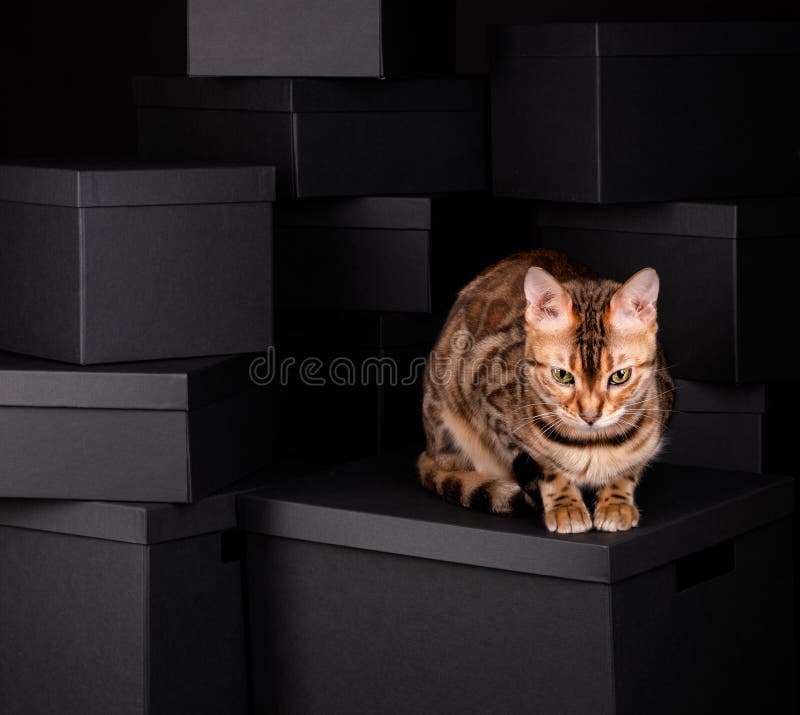 Stack of Black Boxes stock image. Image of boxes, brown - 238850677