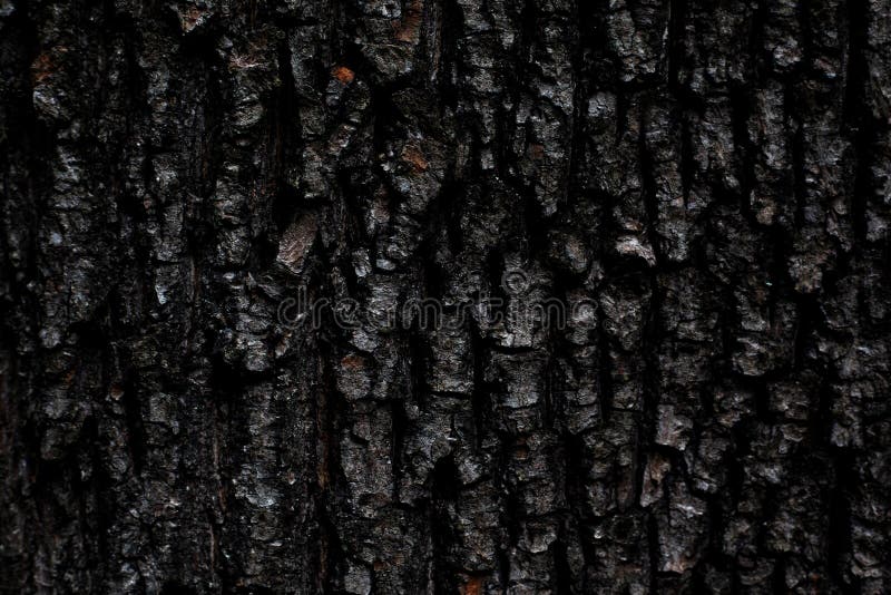 Large Dark Texture of Embossed Crack Maple Tree Bark Stock Photo ...
