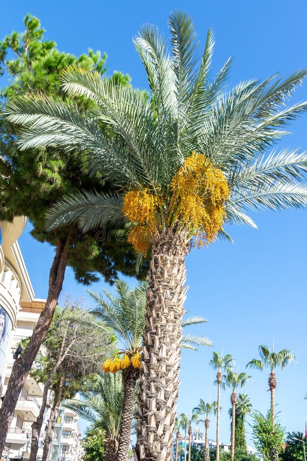 Large Date Palm in Natural Urban Environments. Natural Background ...
