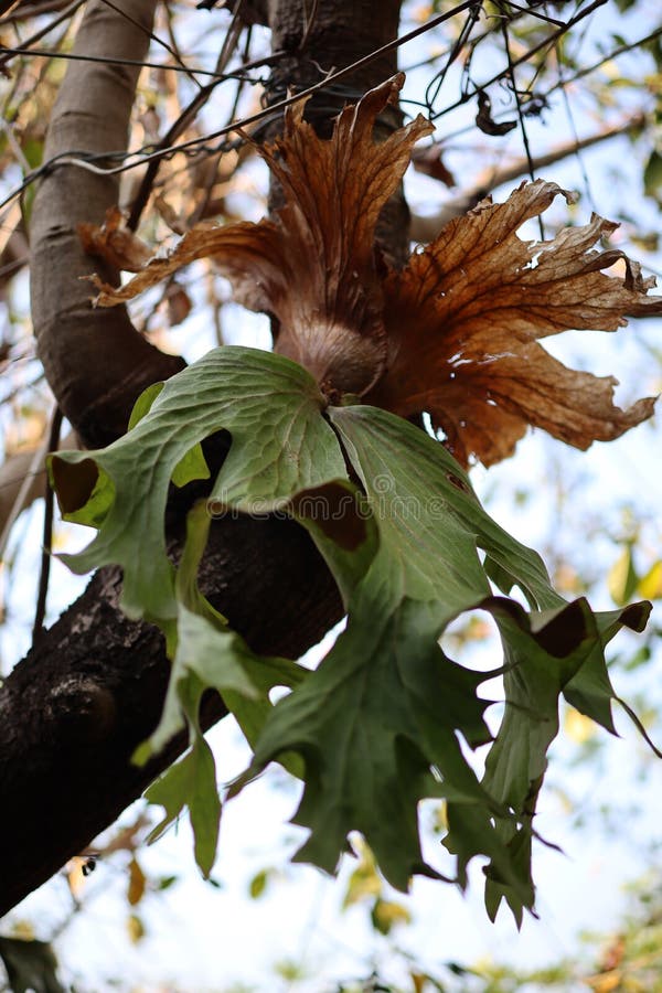 Large Dave Tree Stock Photos - Free & Royalty-Free Stock Photos from ...