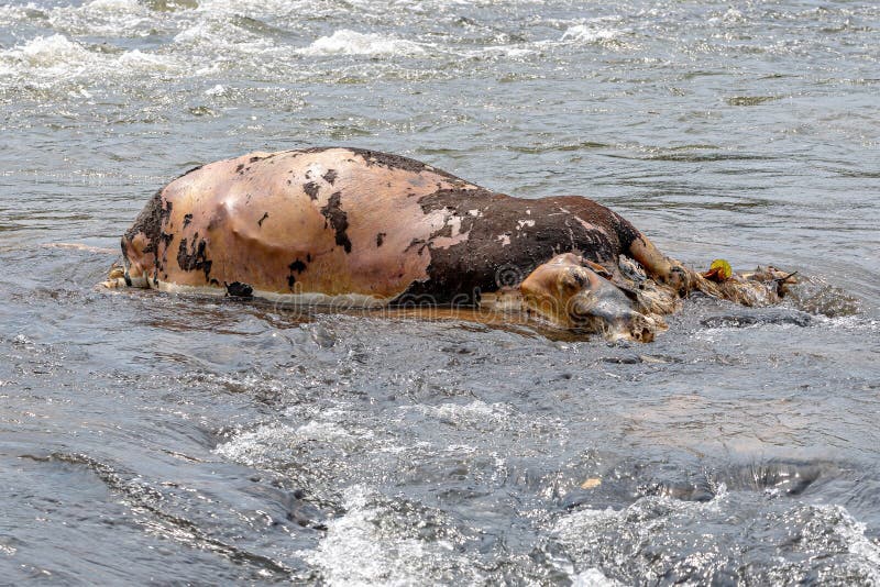 Large dead cow stock image. Image of body, animals, natural - 229868583