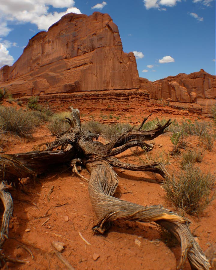 Dead desert tree stock image. Image of evening, gnarled - 3722757