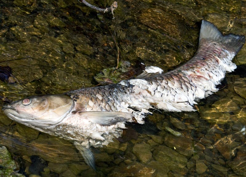 Large Dead Fish stock image. Image of environment, large - 6482695