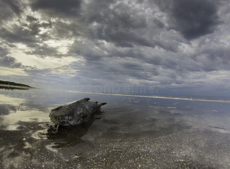 Large Dead Fish Washed Up on a Beach Stock Photo - Image of death ...