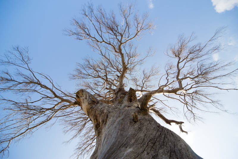 A large dead tree. stock photo. Image of blue, branch - 68341930