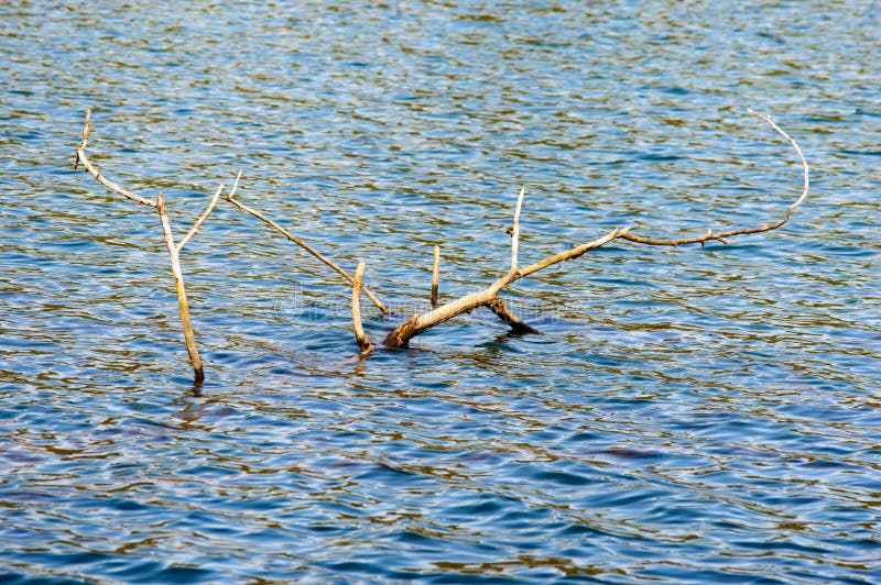 Large Dead Tree Branches in Lake Stock Image - Image of decay, plant ...