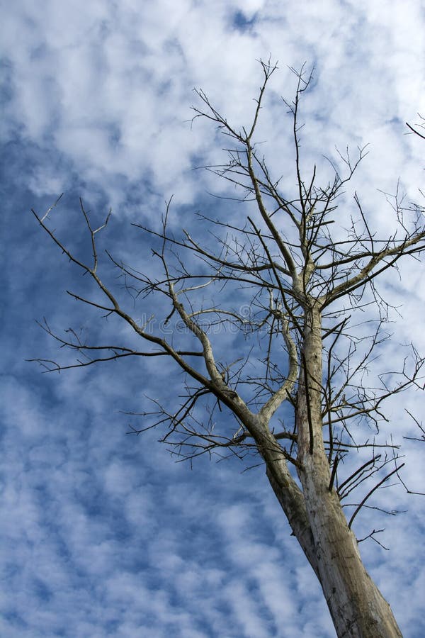 Large Dead Tree and Clouds in the Sky Stock Photo - Image of alone ...
