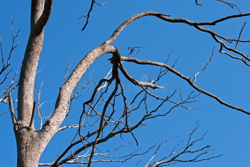 LARGE DEAD TREE with GREY BRANCHES and TRUNK AGAINST BLUE SKY Stock ...