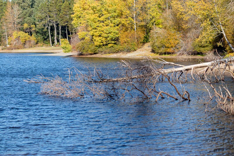 A Large Dead Tree Laying in a Pond Stock Photo - Image of scenic ...