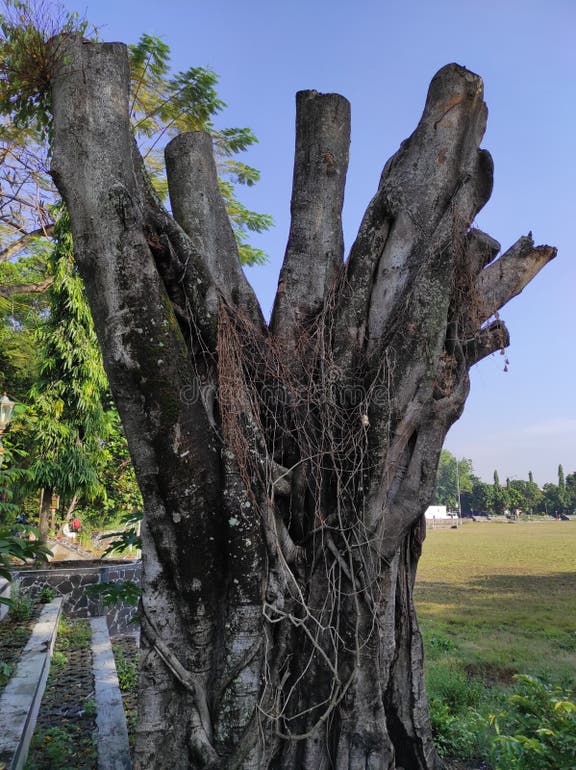 A Large Dead Tree Trunk in the Corner of a Field Stock Image - Image of ...